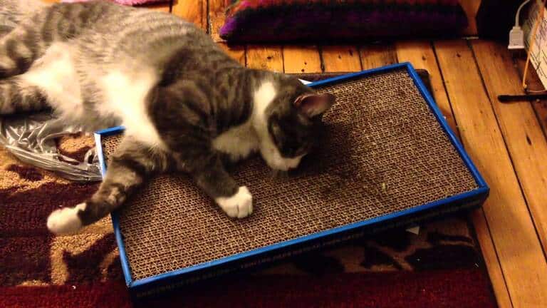 How To Put Catnip On Scratching Post