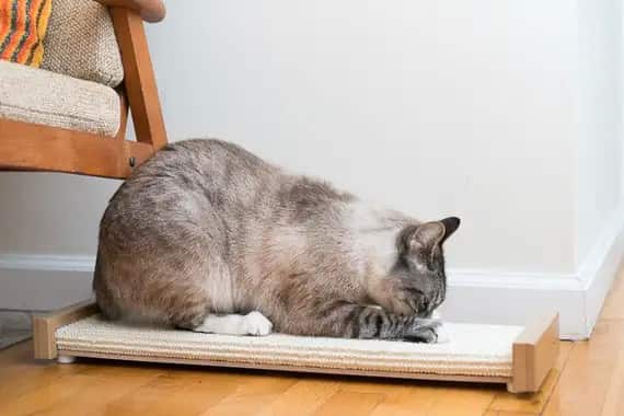 How To Put Catnip On Scratching Post