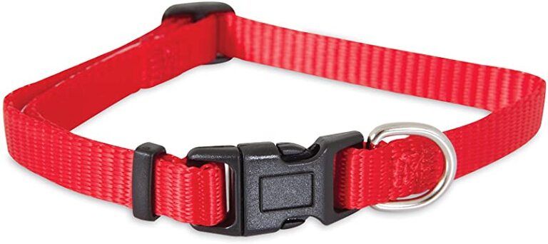Different Types Of Collars For Dogs