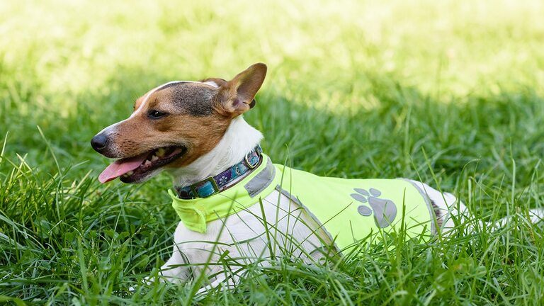Different Types Of Dog Leashes