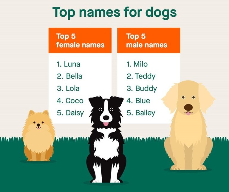 How To Choose Dog Name How To Choose Dog Name