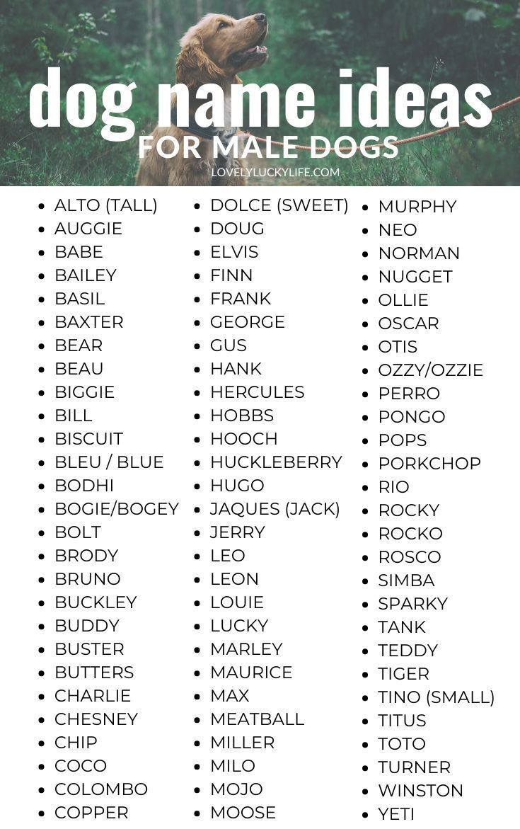 How To Choose Dog Name How To Choose Dog Name