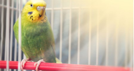 Benefits Of Light For Birds