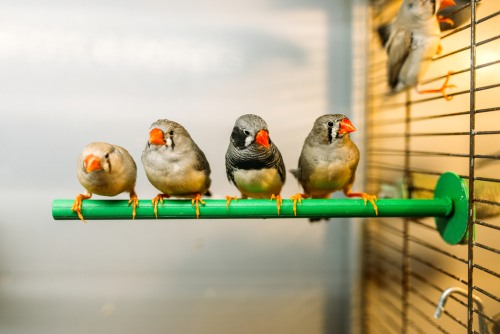 Benefits Of Light For Birds
